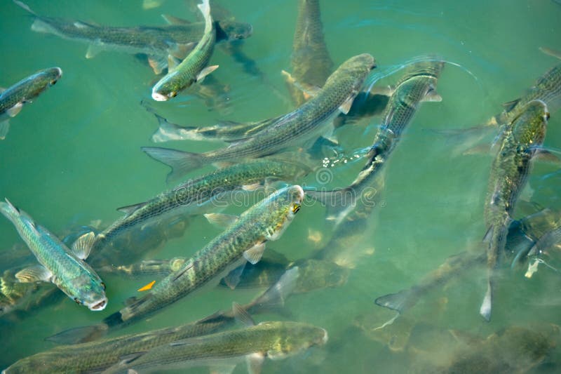 709 School Bait Fish Stock Photos - Free & Royalty-Free Stock Photos ...