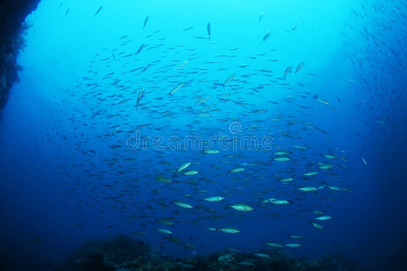 School of blue fish stock image. Image of suevica, fish - 16056143