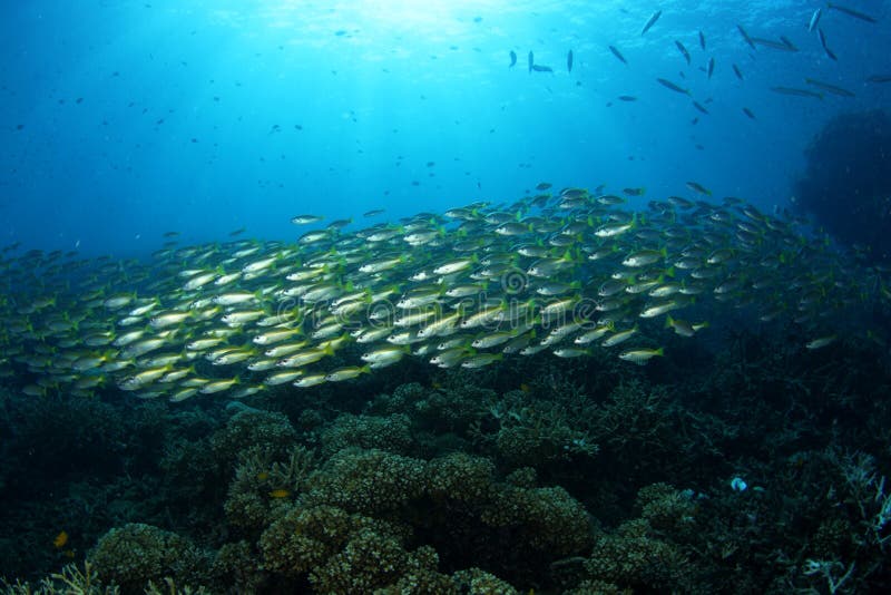 School of blue fish stock image. Image of lagoon, paradise - 31544795