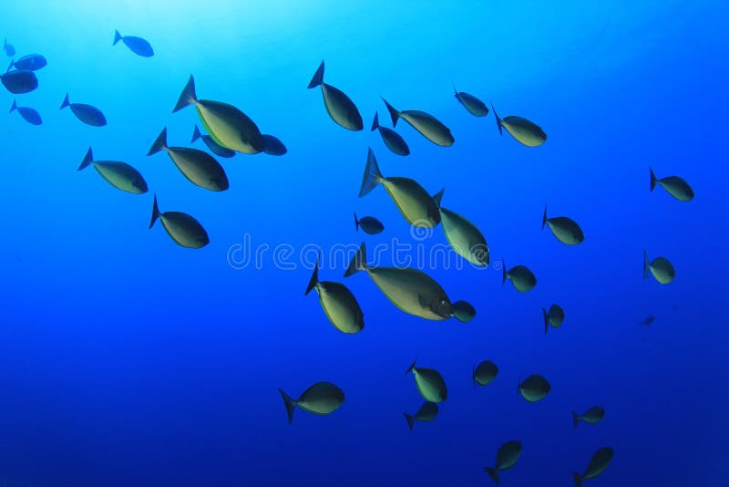 School of Fish stock photo. Image of tropical, blue, nature - 20435794