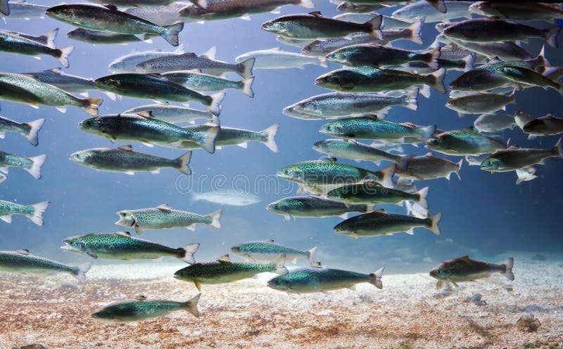 School of fish stock image. Image of swimming, diving - 21066907