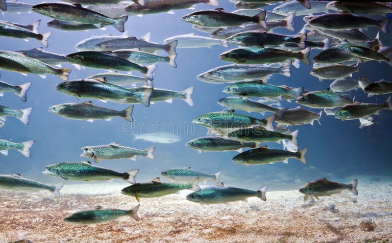 School of fish stock image. Image of swimming, diving - 21066907