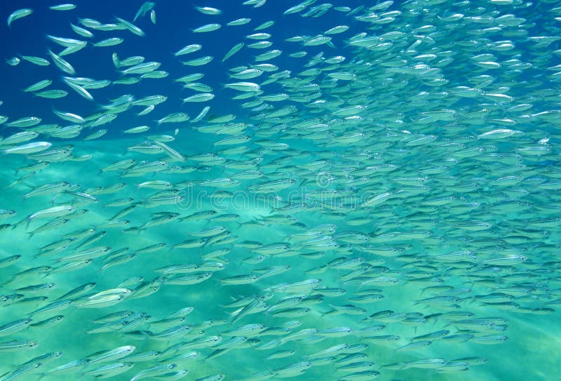 School of Bait Fish stock image. Image of catch, color - 9634331