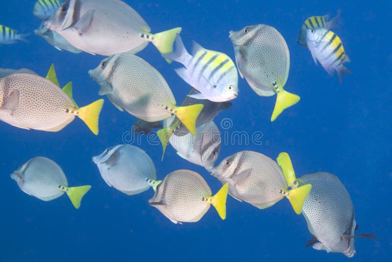 School of Fish stock image. Image of wildlife, life, water - 22370789