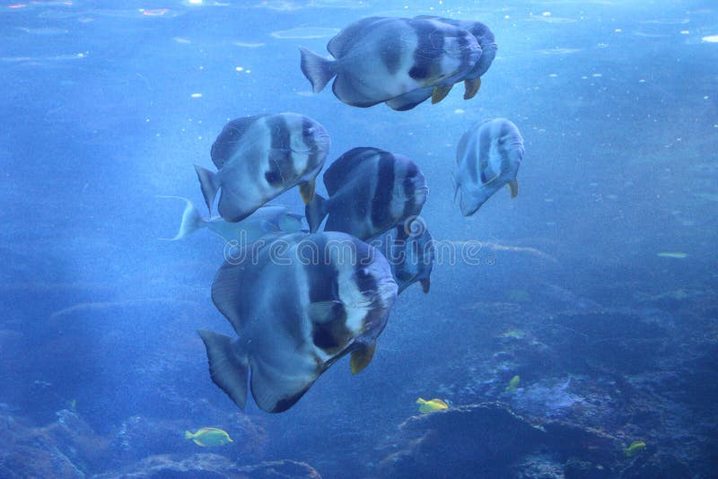 A School of Fish stock image. Image of aquatic, teamwork - 22681837