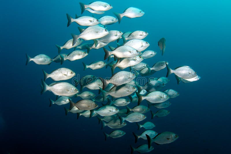 School of Fish stock image. Image of ichthyology, swim - 23763915