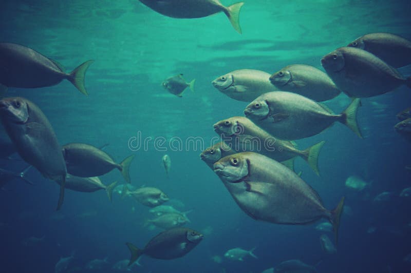 School of Fish stock photo. Image of aquarium, water - 23979250