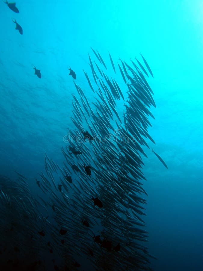 School of Fish stock photo. Image of aquatic, life, beauty - 27487312