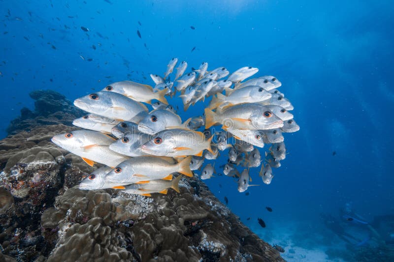 School of fish stock photo. Image of animals, corals - 286114746
