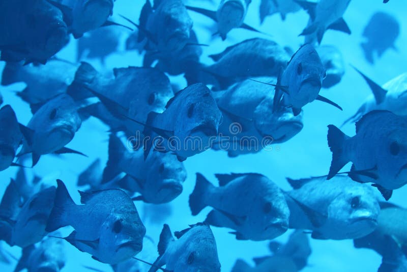 School of blue fish stock photo. Image of school, ocean - 24251826