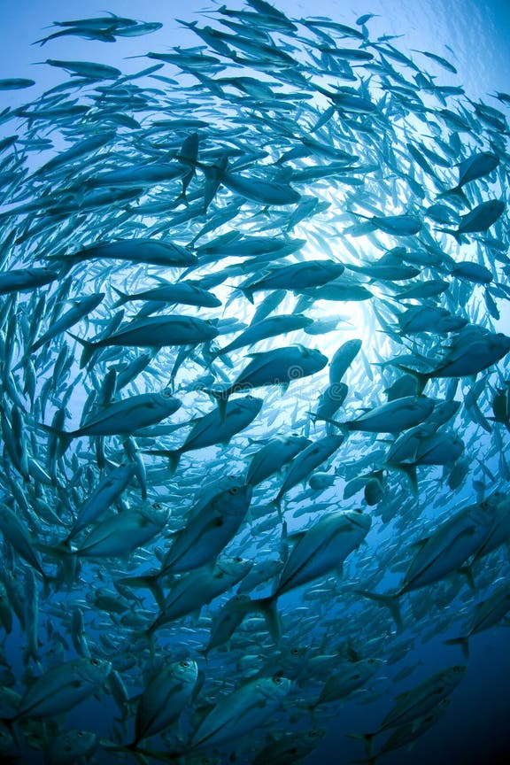School of fish stock image. Image of marine, swim, natural - 3018605