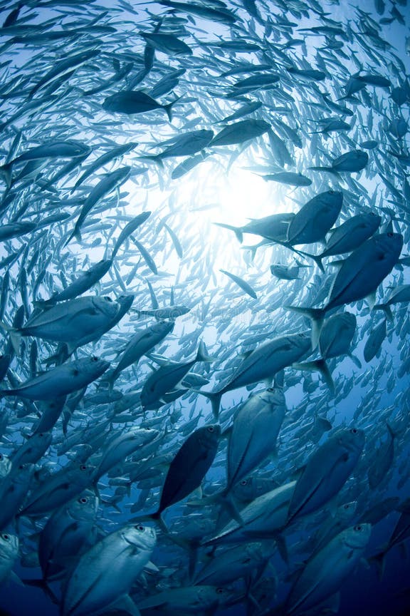 School of fish stock image. Image of underwater, ocean - 3018627