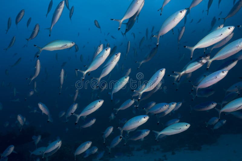 School of fish stock image. Image of marine, swim, natural - 3018605