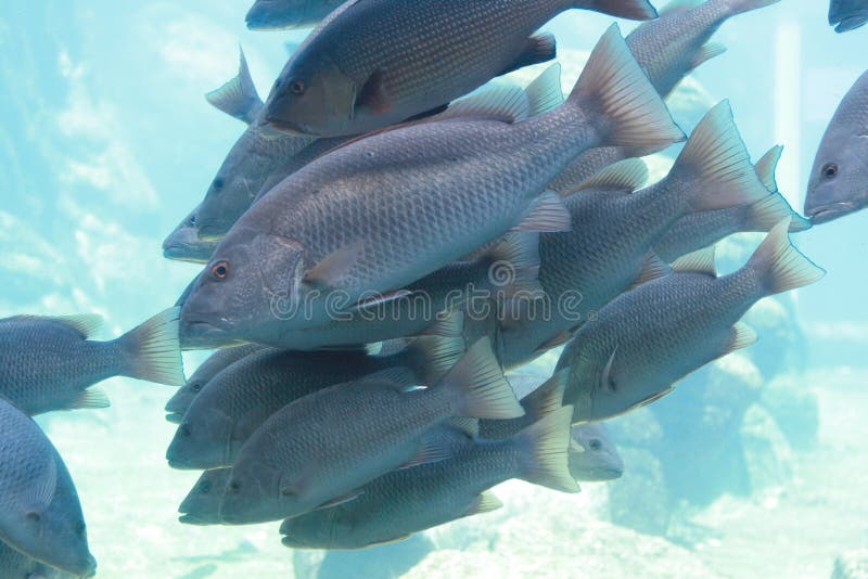 School of fish stock image. Image of metallic, jack, environment - 4550079