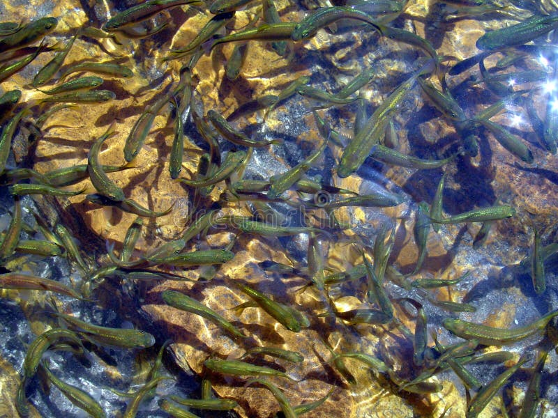 School of fish stock image. Image of abstract, stocked - 694213