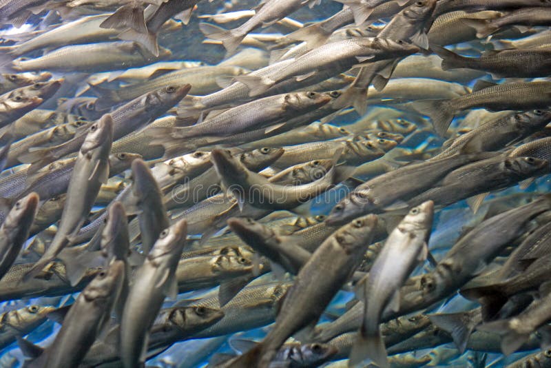 Massive Fish Bait Ball stock image. Image of school, adventure - 7109069