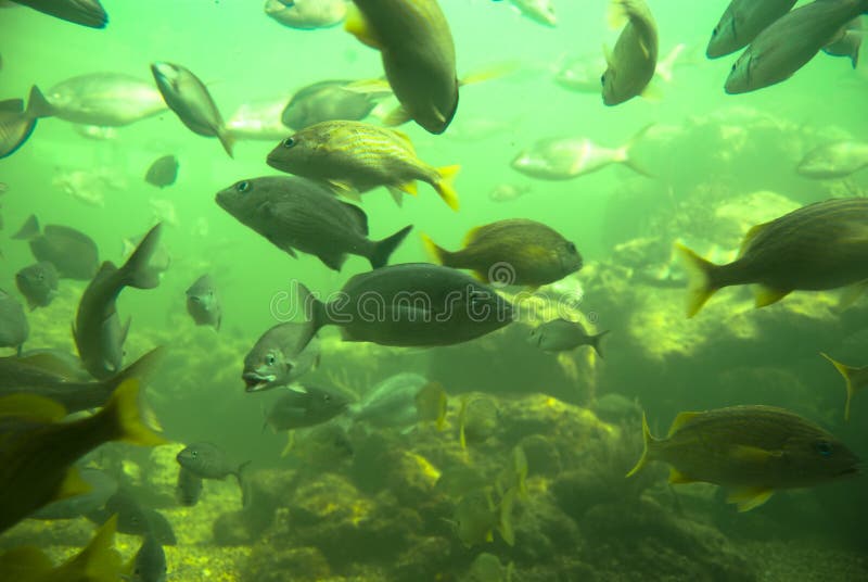 School of fish stock image. Image of marine, coral, scuba - 8846851