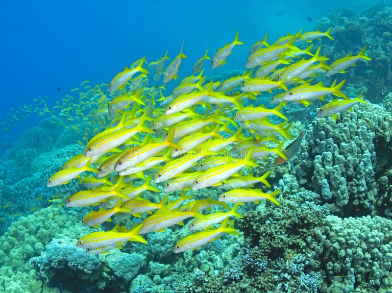 School of fish stock image. Image of underwater, marsa - 35794109