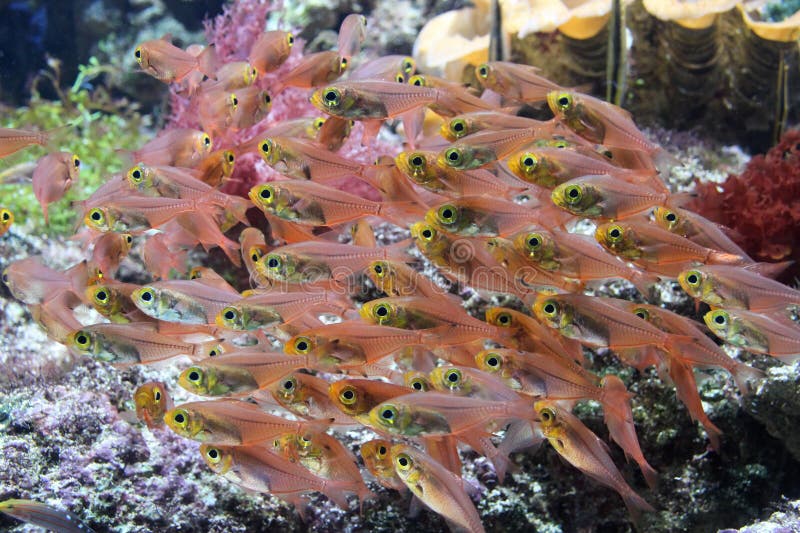 School of Fish in an Aquarium (singapore) Stock Photo - Image of fish ...