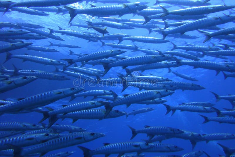 The School Fish Barracuda by the Ocean Stock Image - Image of school ...