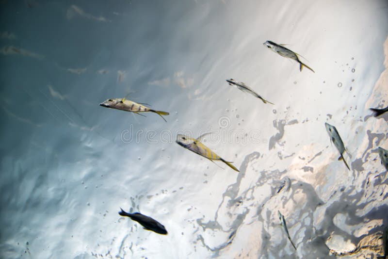 School of fish from below stock photo. Image of toronto - 93819456