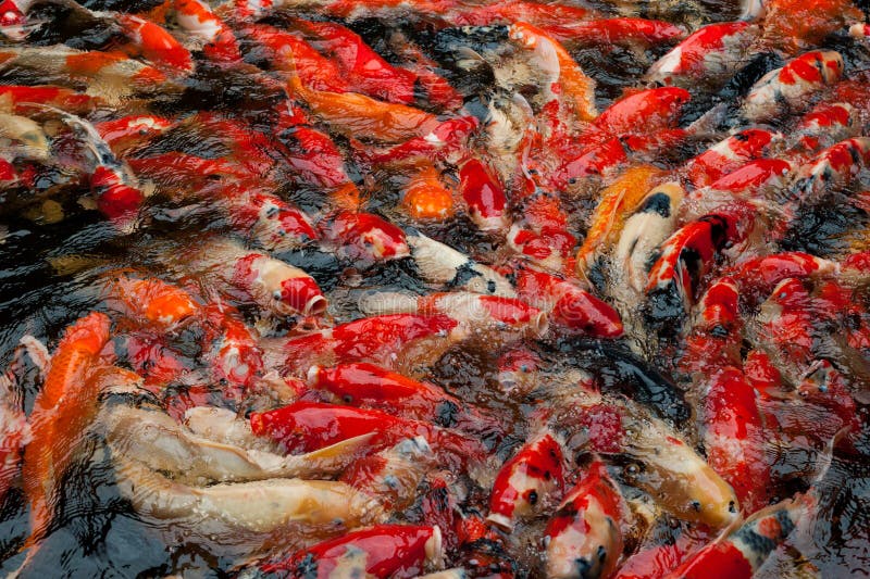 School of fish stock image. Image of white, underwater - 35188925