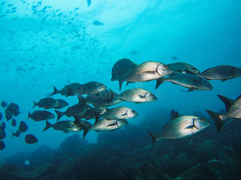 School of Fish in the Blue Galapagos Ecuador Stock Image - Image of ...