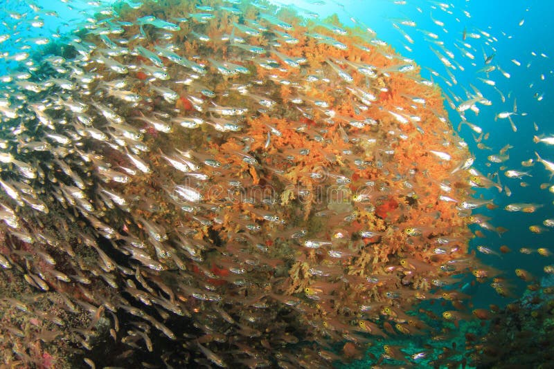 School of fish stock image. Image of pacific, natural - 45970371