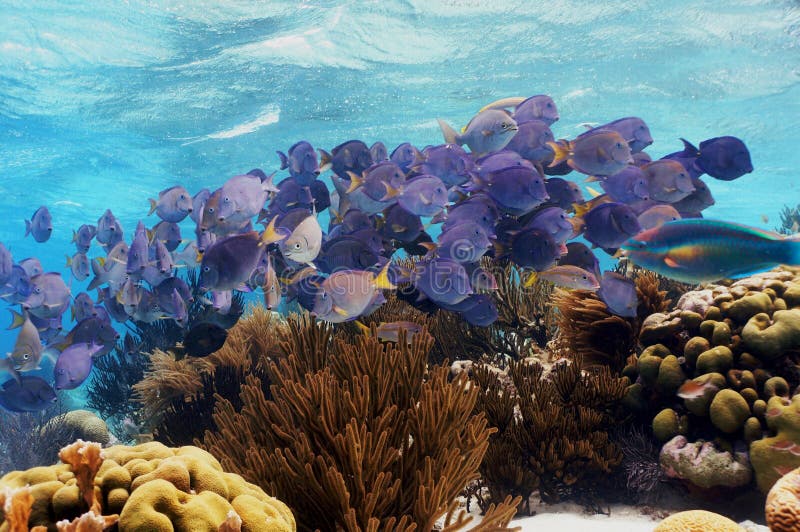 School of fish blue tang stock photo. Image of bonaire - 30904662