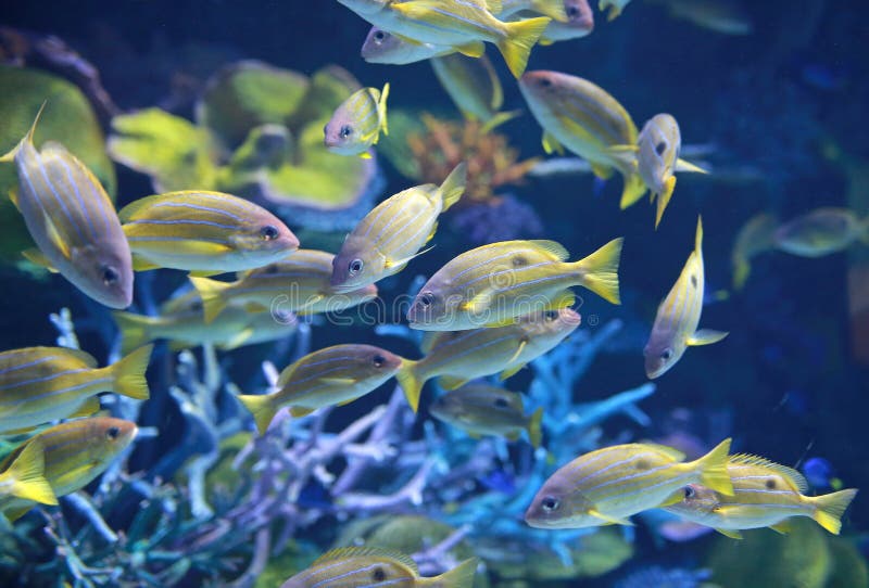 School of Fish, Bluestripe Snappers Stock Photo - Image of blue, ocean ...