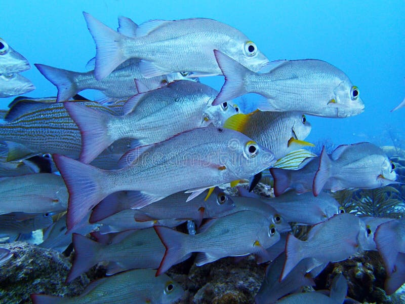 School of Fish on a Caribbean Reef Stock Image - Image of tropical ...