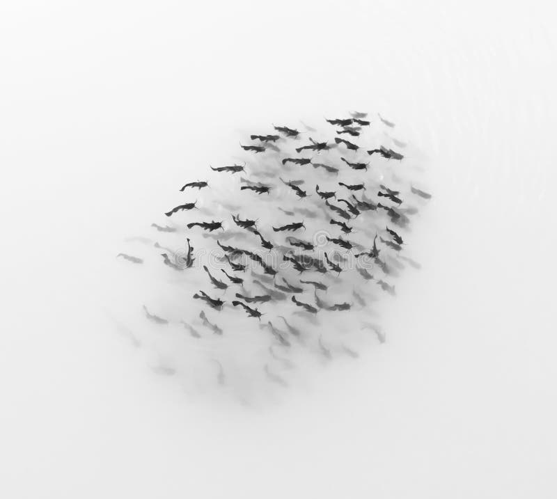 School of fish stock photo. Image of fish, artistic, animals - 81225464