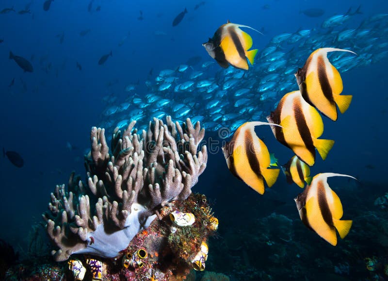 School of Fish and Coral Reef. Stock Image - Image of banded ...