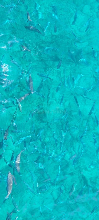 School of Fish in Crystal Clear Blue Water Stock Image - Image of ...