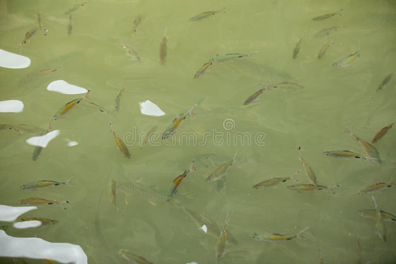 A School of Fish Dances in the Sunlight Stock Image - Image of gold ...