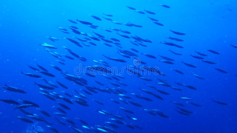 School of Fish Underwater on Clean Blue Background of Corals in Red Sea ...