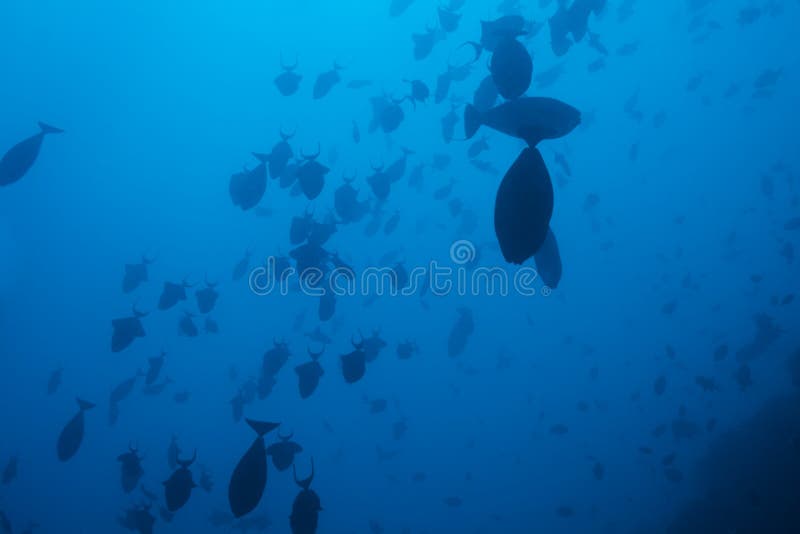 School of Fish in Deep Ocean Waters Stock Photo - Image of ecosystem ...