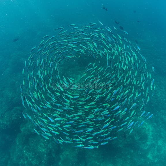 A School of Fish Forms a Swirling Circular Pattern Underwater. the Fish ...
