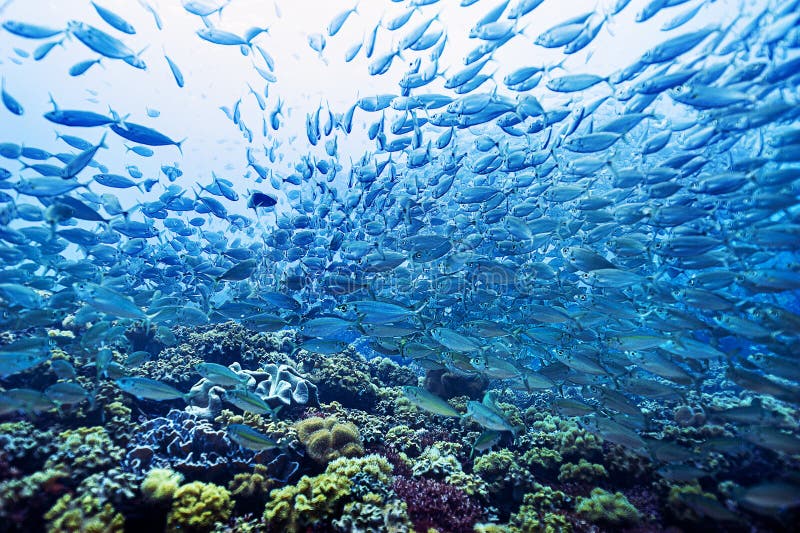 School of Fish Gathering in the Sea Stock Photo - Image of ocean ...