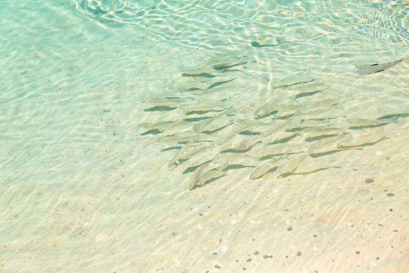 School of Fish, Group of Fish in Shallow Transparent Water by Th Stock ...
