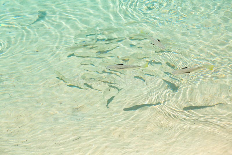 School Fish Group Shallow Transparent Water Th Stock Photos - Free ...