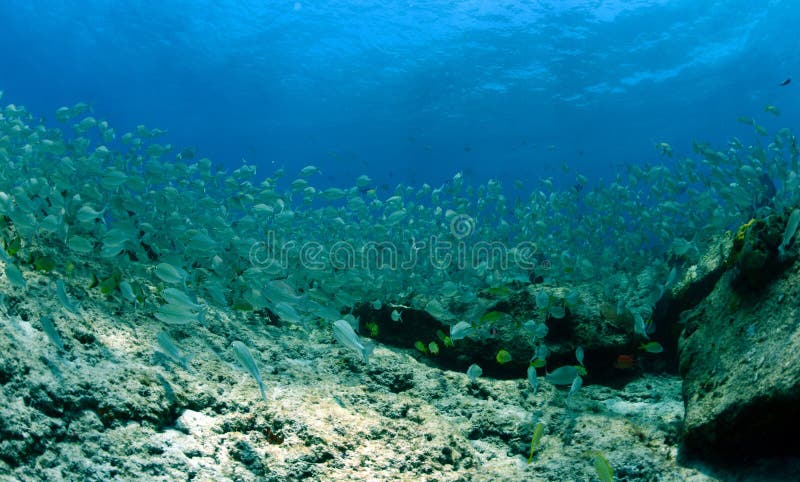 School of Fish that Includes Silver Grunts Stock Image - Image of ...