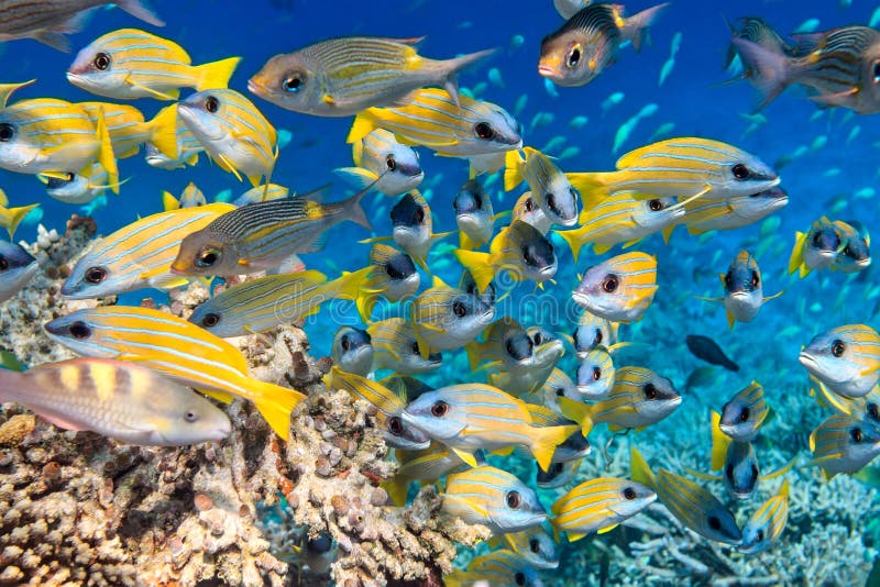 School of fish stock image. Image of group, aquatic, dive - 69248245