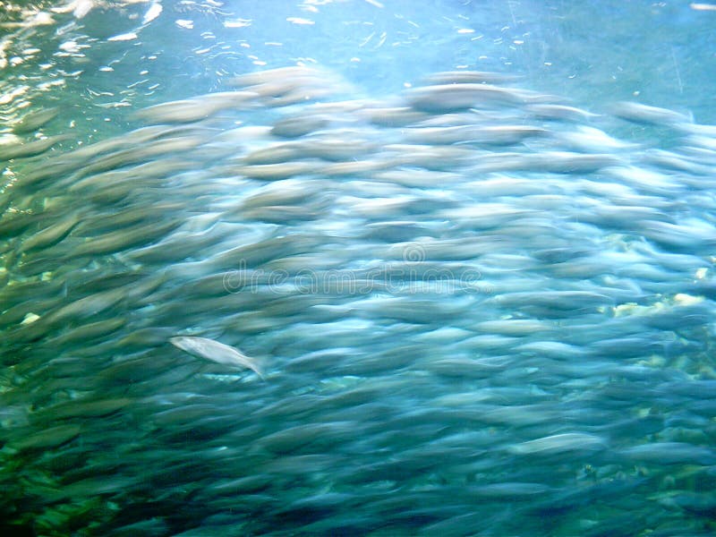 Fish motion blur stock image. Image of circle, bubble - 35348321