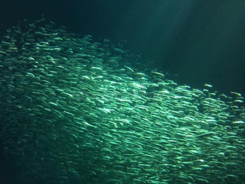 School of Fish Moving in an Aquarium. Stock Image - Image of biologia ...