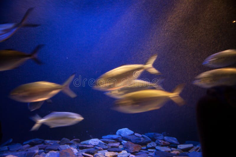 School of Fish in Movement. Stock Image - Image of deep, relaxation ...