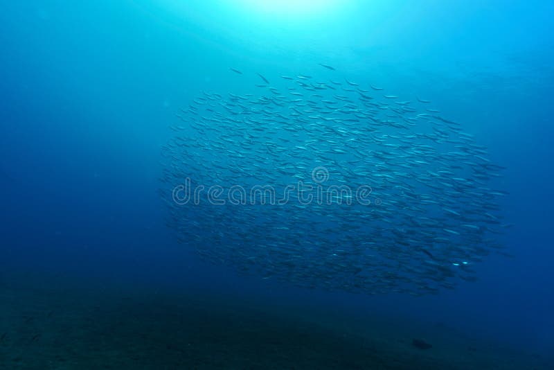School of Fish Moving Togther Under Water Stock Image - Image of reef ...