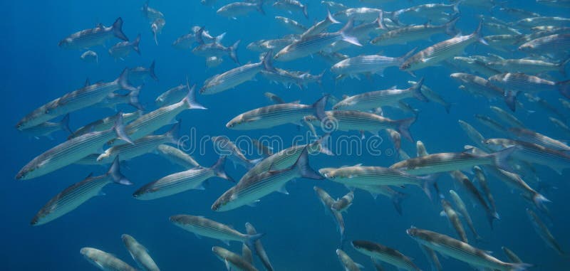 School of Fish Mullets Underwater in the Sea Stock Photo - Image of ...