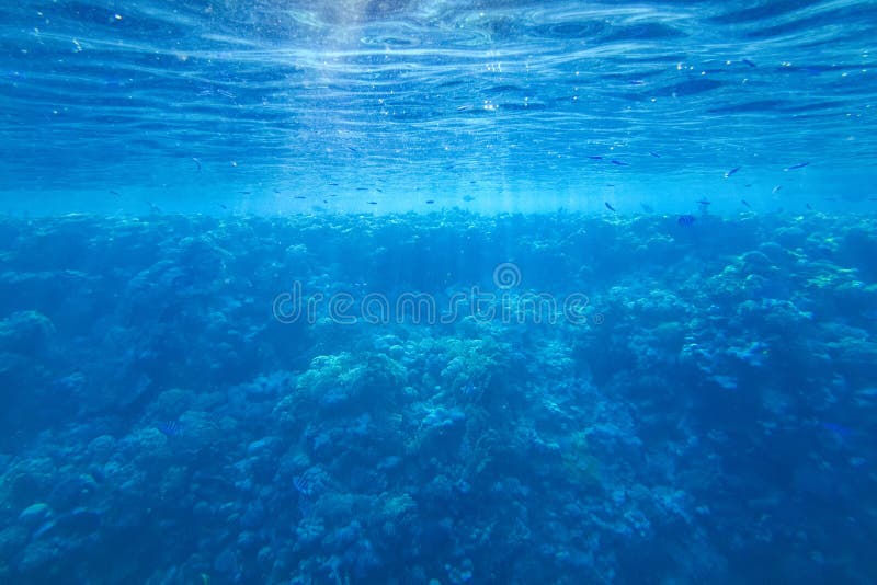 School of Fish Near the Surface of the Water in the Red Sea Stock Photo ...