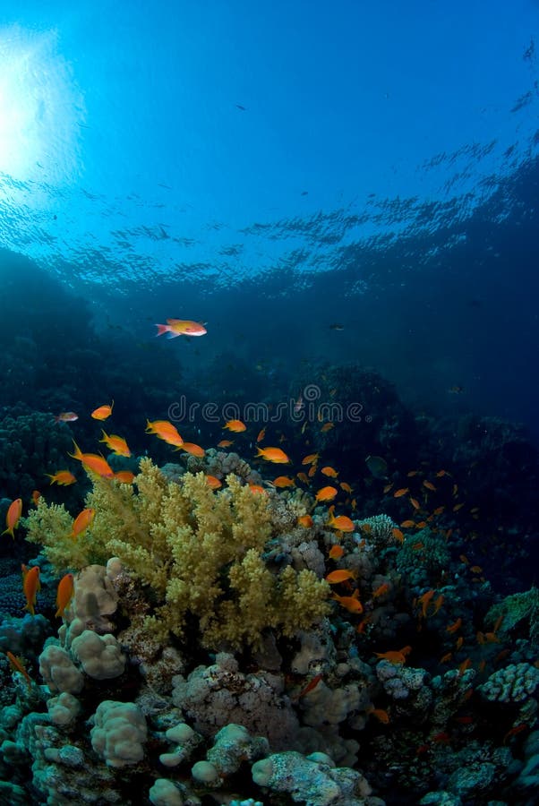 School of Fish Over Coral Reef Stock Image - Image of blue, reef: 3501099